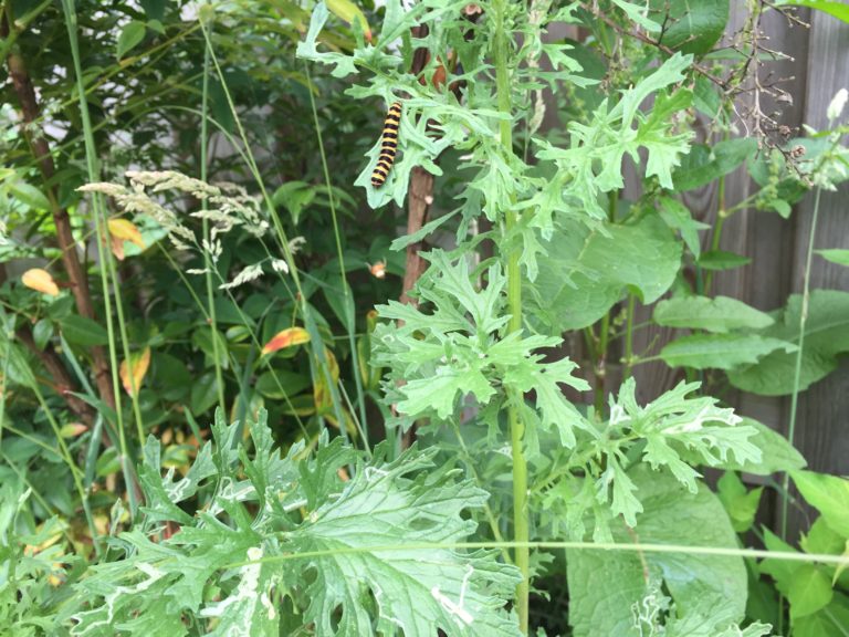 Zebrarups van de Jacobsvlinder – Steijvers.com